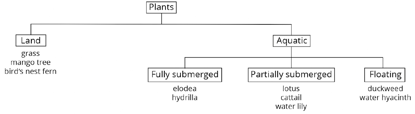 Diversity of Plants | Primary 3 Science - Geniebook
